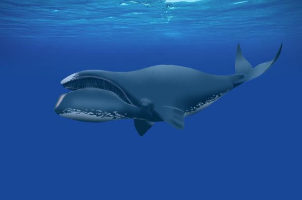 5 Paus Raksasa Paling Terbesar Sejagat Raya ~ Unik Pos