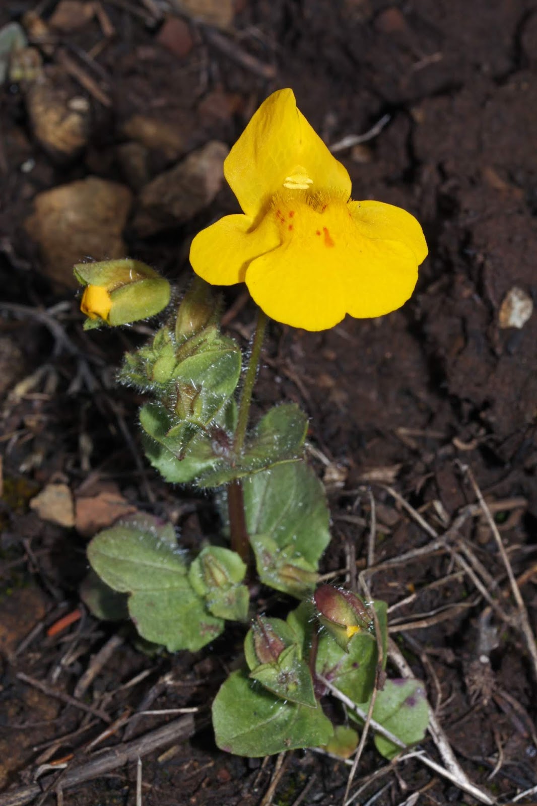 Mimulus Floribundus