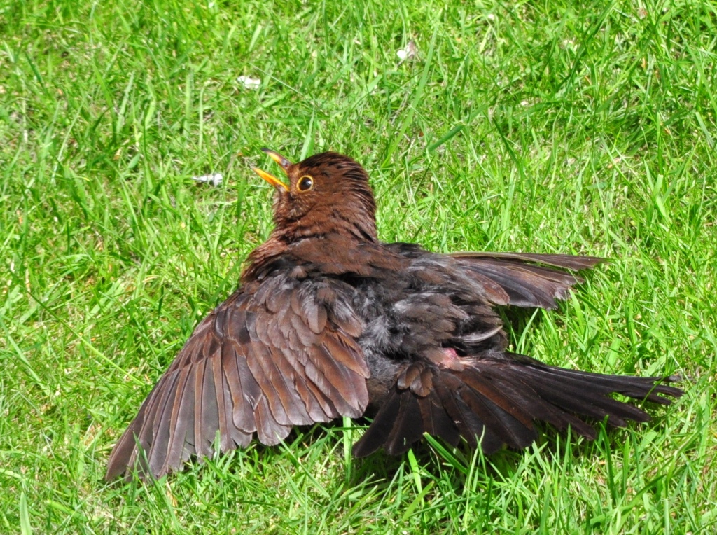 Two in a bush: Sunbathing Blackbirds