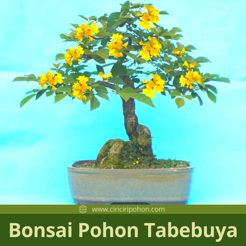 Cara Menanam dan Merawat Bonsai Pohon Tabebuya - Ciriciripohon.com