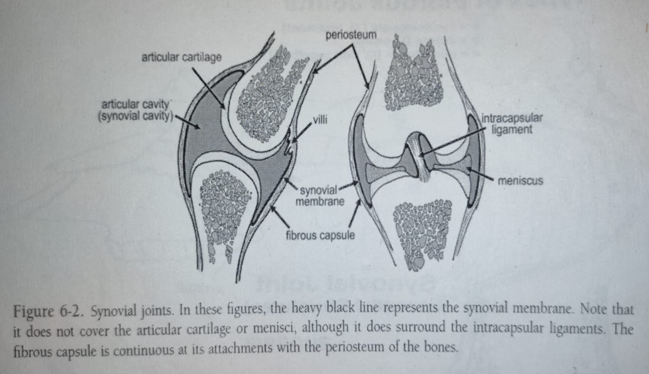 3 different joints of animal body - Ganeral Plan - Arthrology