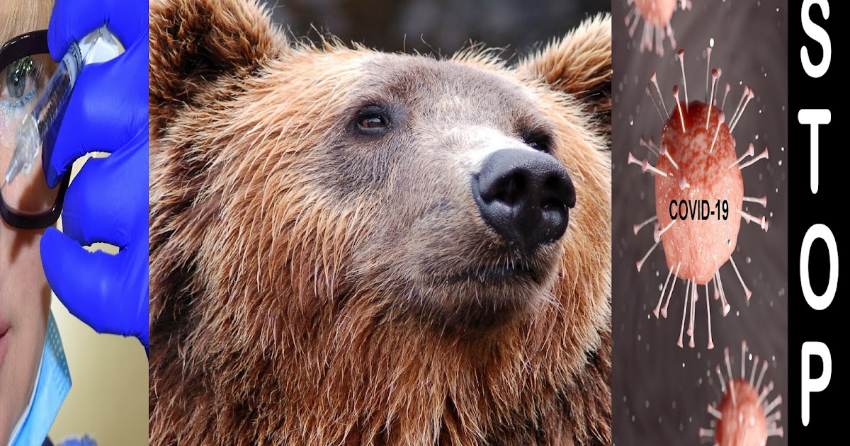 Bears bile for useful drugs for corona treatment! The claim is from ...