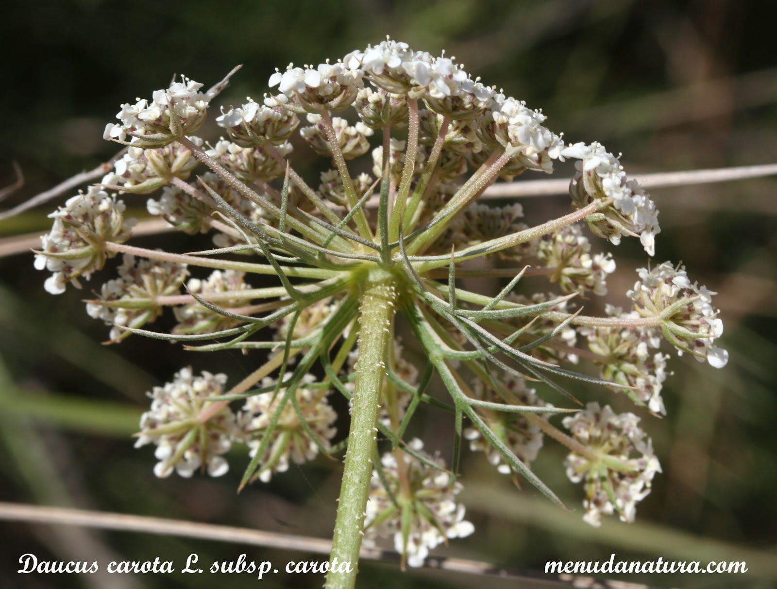 Menuda Natura: Daucus carota L. subsp. carota