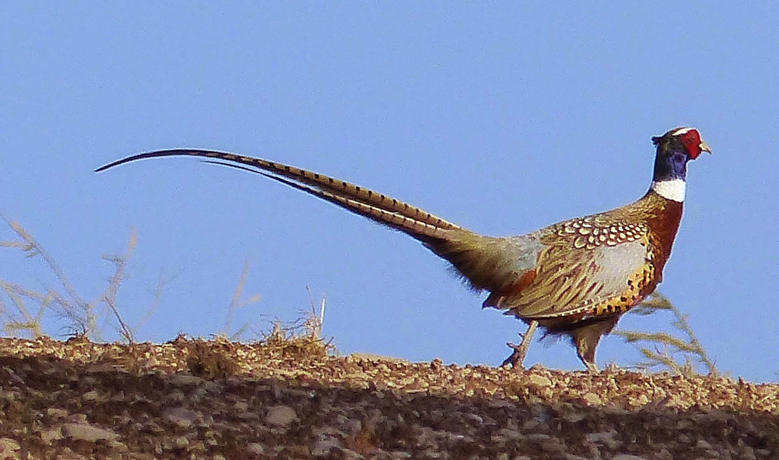 Birding For Pleasure: Pheasant Photos