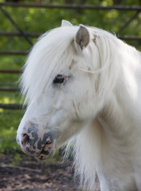 Horse Information In Urdu History Horse Hindi Information Ghora horse-information-in-urdu-history-horse-hindi-information-ghora