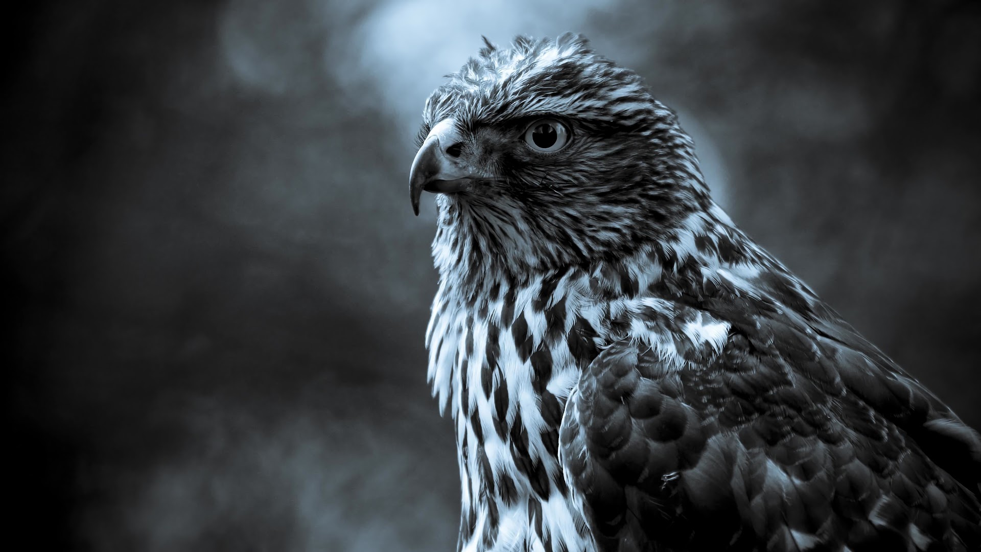 Hawk, 4K, 3840x2160, #4 Wallpaper PC Desktop