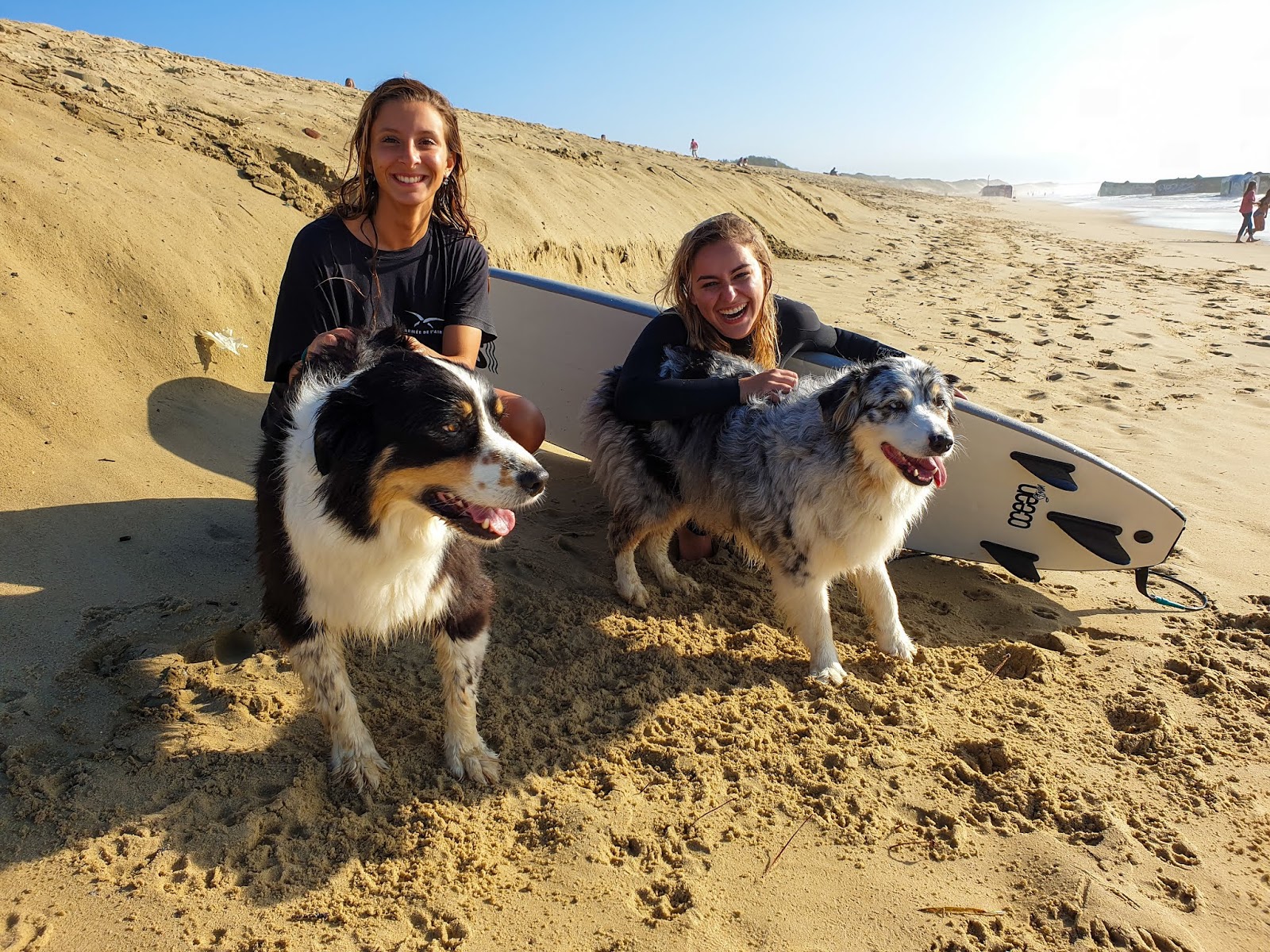 Beth Haslam - Author of the Fat Dogs and French Estates series: 2019