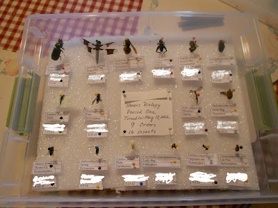 How We Spend Our Days: Bug Project