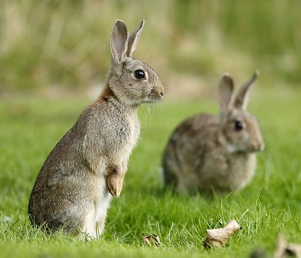 LLUVIA CON TRUENOS: Conejos