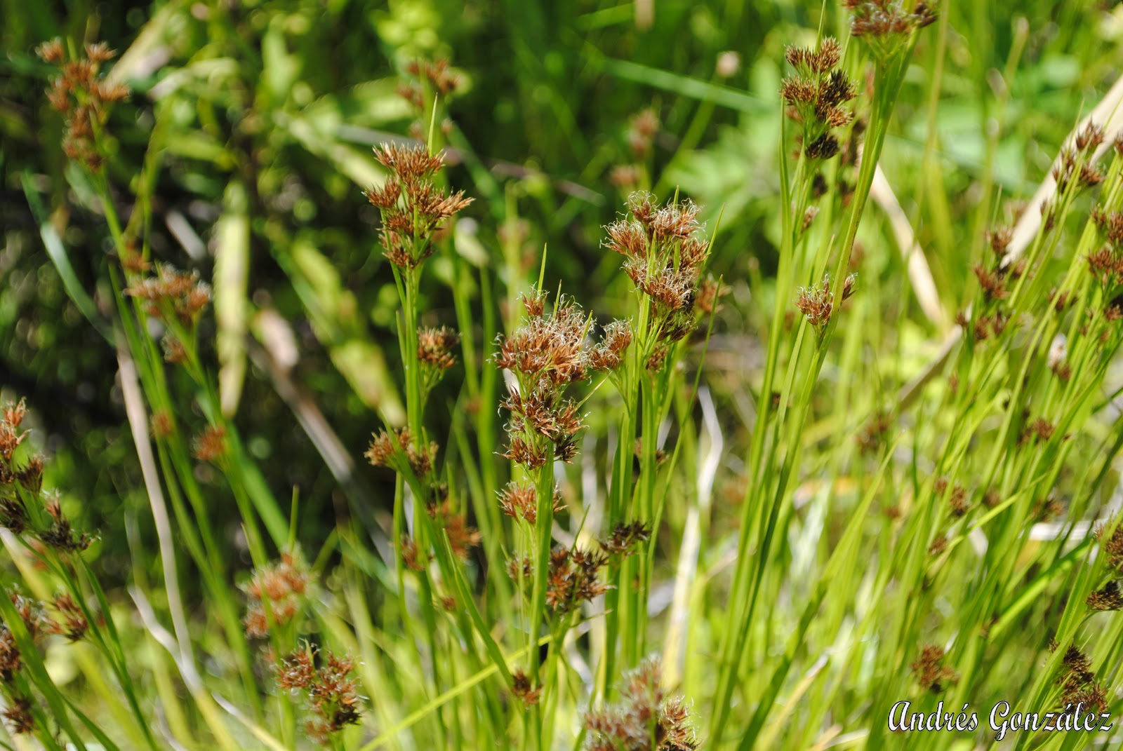 FOTOS DE FLORA NATIVA Y ADVENTICIAS DE URUGUAY : Rhynchospora ...