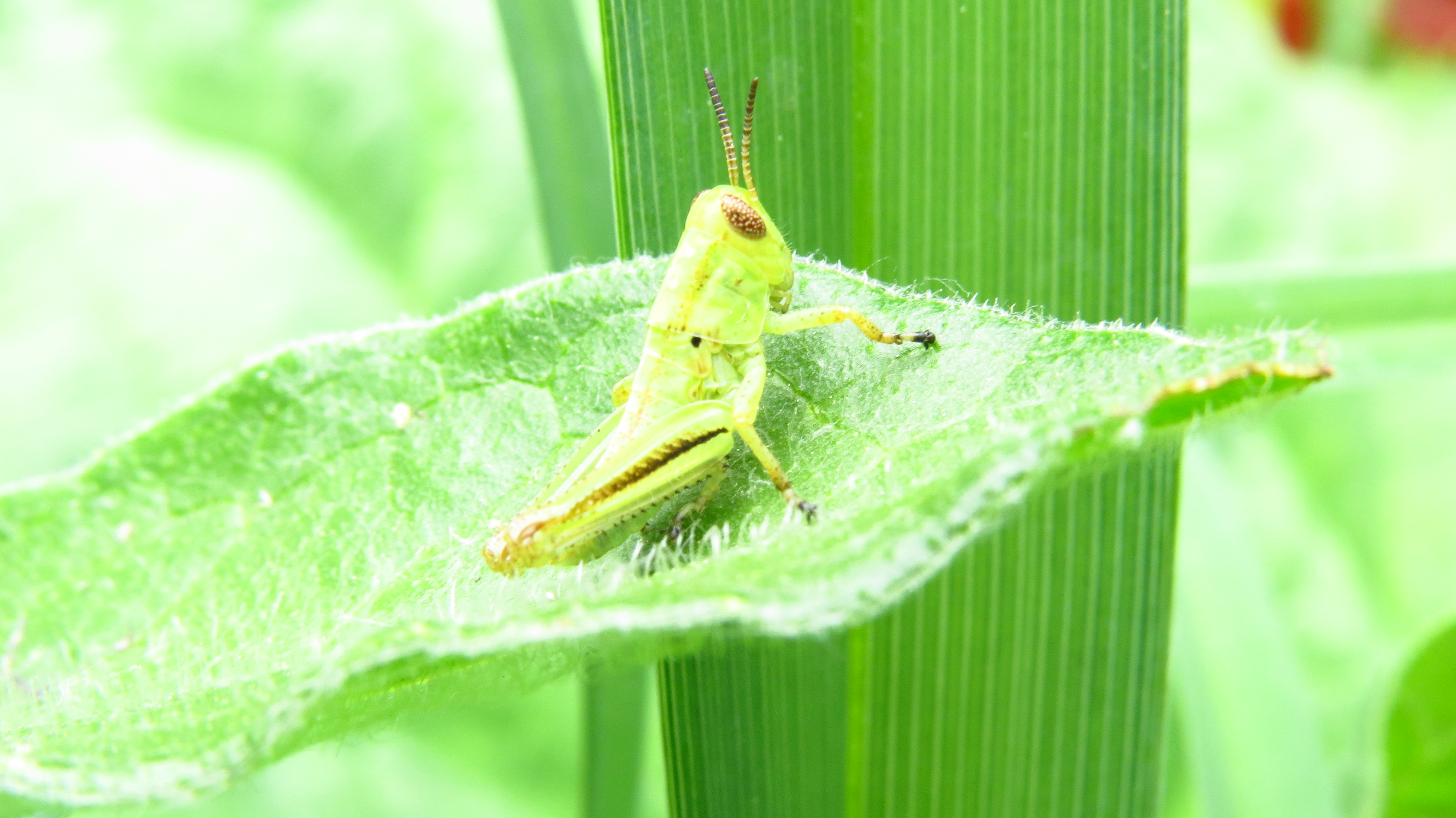 Jericho, Vermont Photos: Jericho, Vermont has cool bugs!