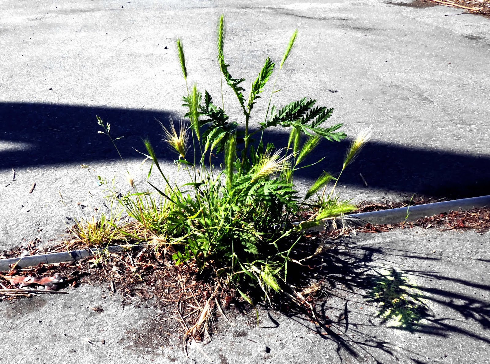 Creepy Plant Creatures Keep On Growing