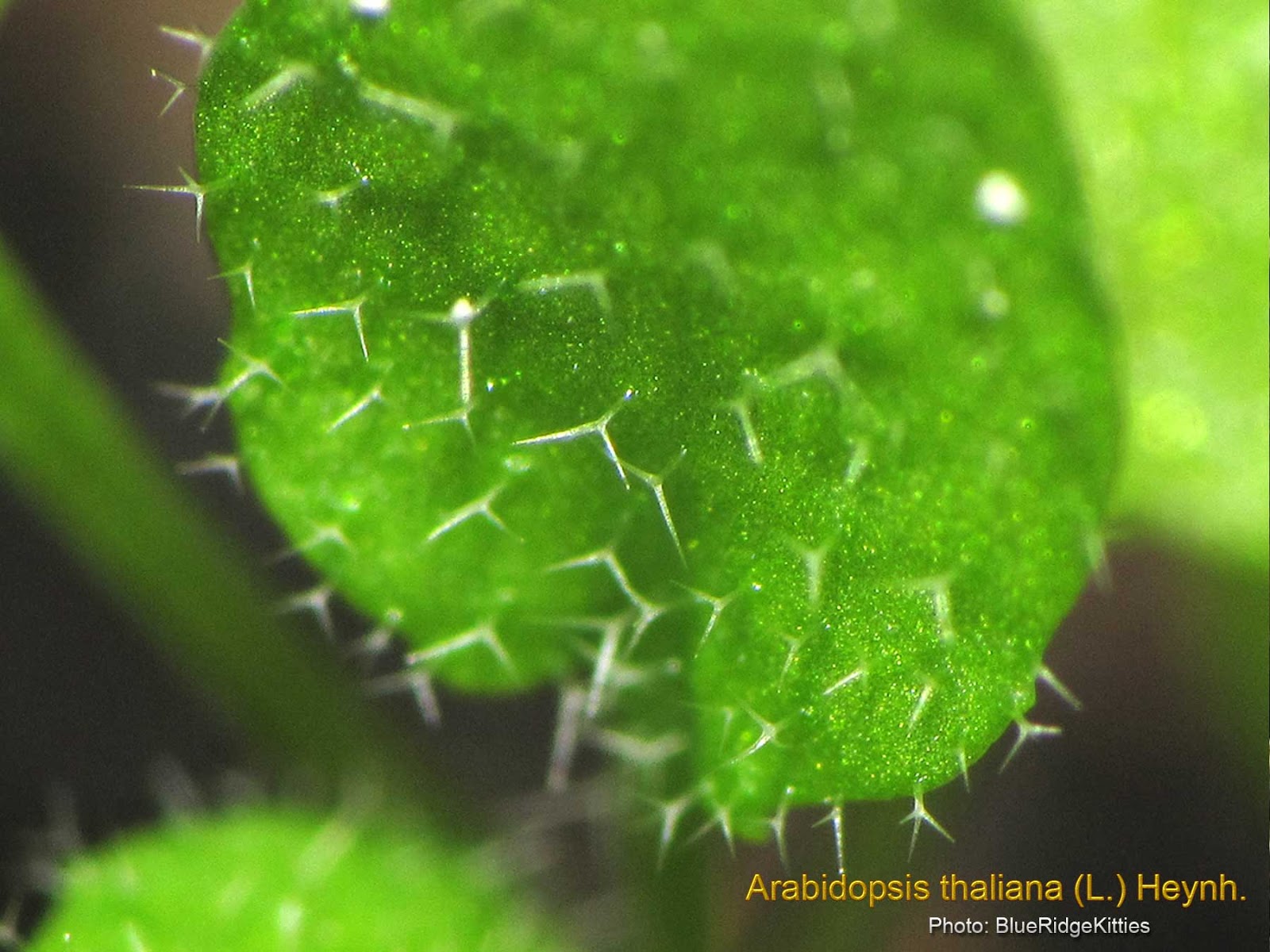 Medicinal Plants: Arabidopsis thaliana Part-1