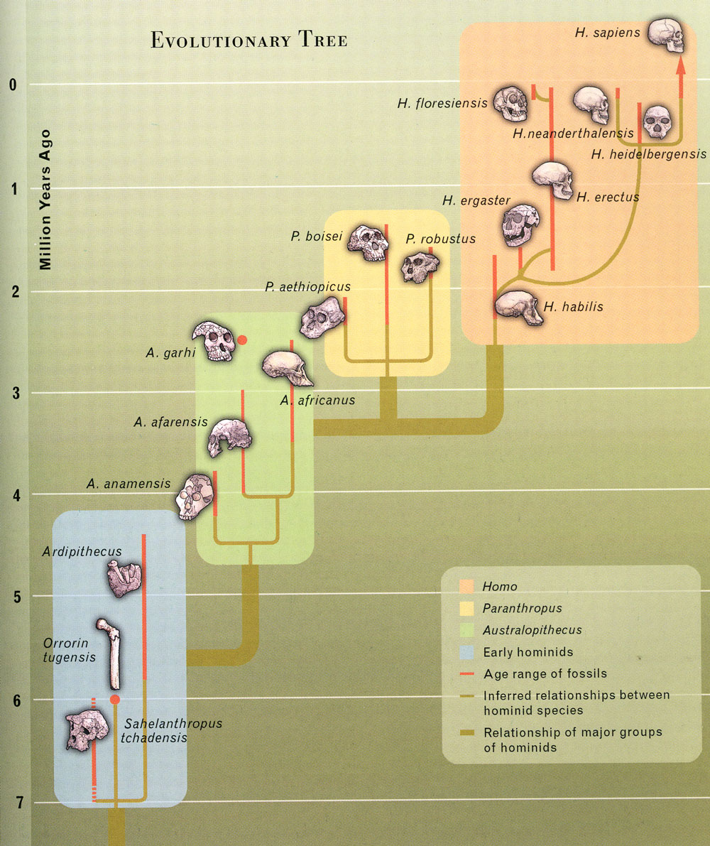 1_4.PREHISTORIA: ÁRBOL FILOGENÉTICO DE LA EVOLUCIÓN HUMANA