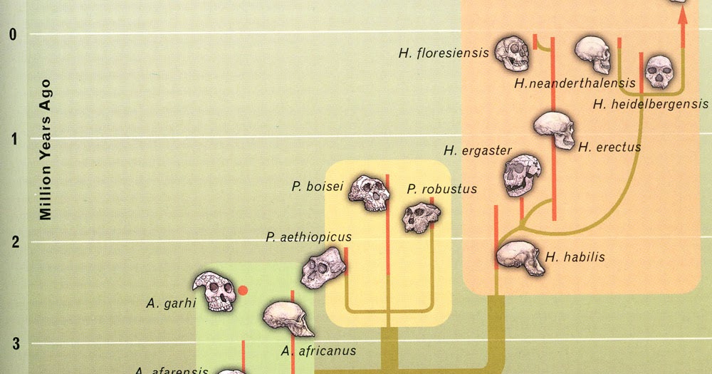 1_4.PREHISTORIA: ÁRBOL FILOGENÉTICO DE LA EVOLUCIÓN HUMANA