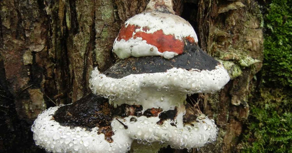 Weird and Wonderful Wild Mushrooms: Read It and Weep: Fungal Guttation