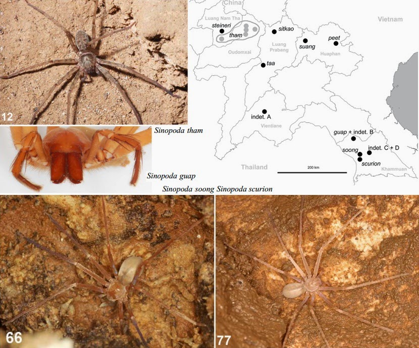 Species New to Science: [Arachnology • 2012] Revision of the Genus ...