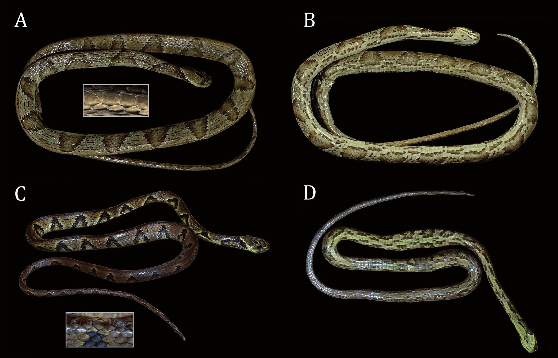 Species New to Science: [Herpetology • 2020] Dipsas bothropoides • A ...