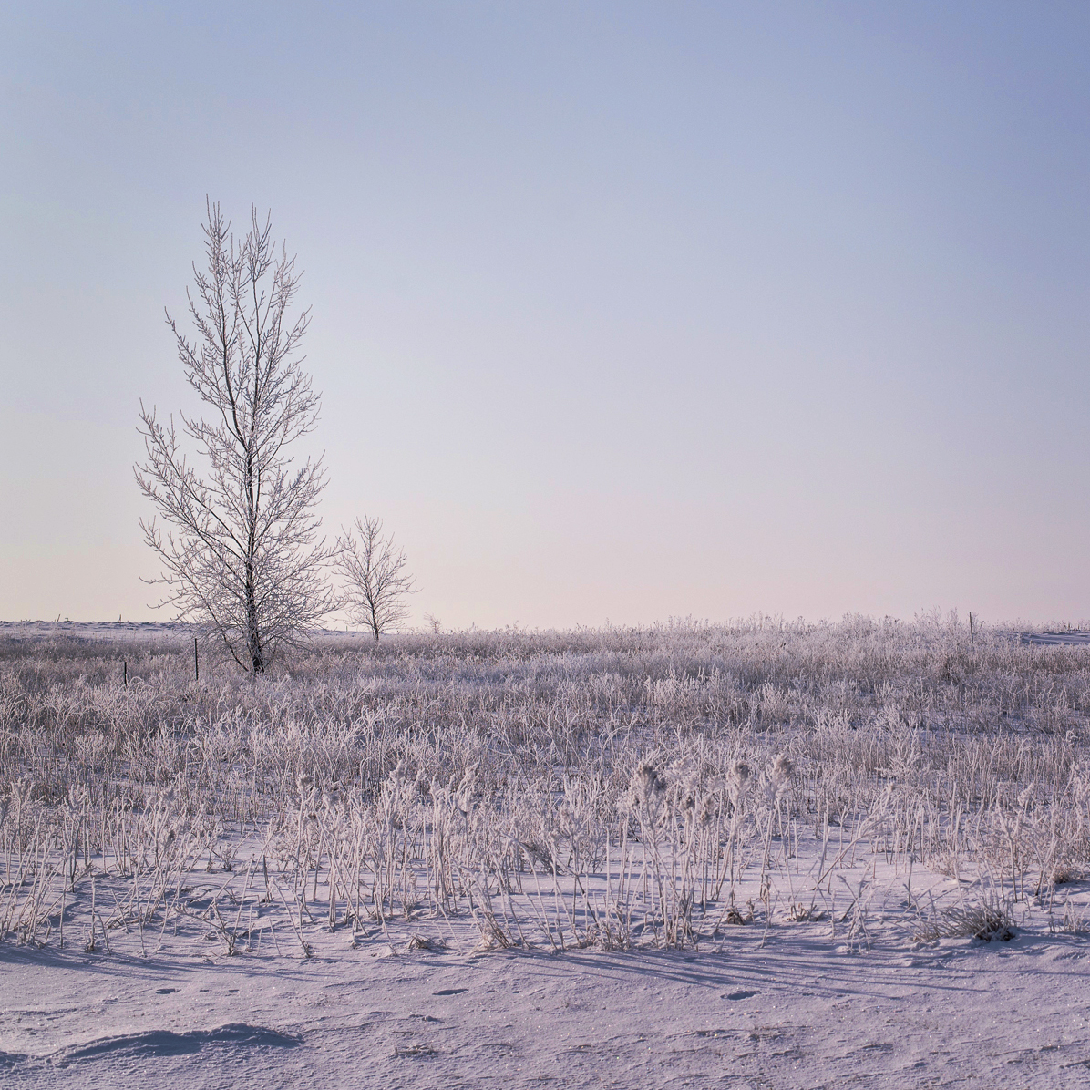 Paul Adams Photography: Morning on the Prairie in Winter