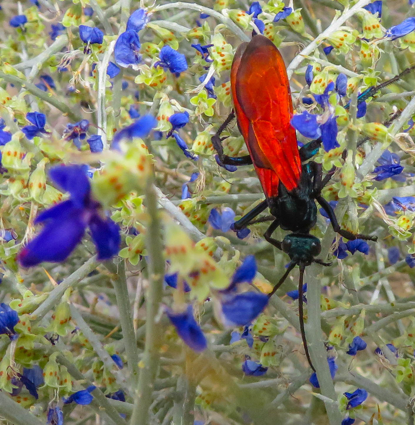 Cannundrums: Tarantula Hawk