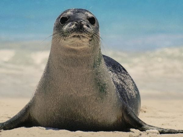 MIL Y UNA HISTORIAS : Foca monje del Mediterráneo