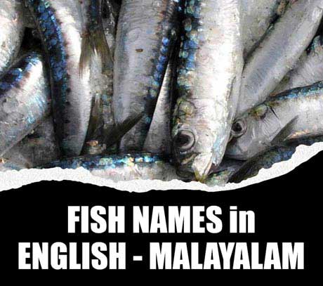 Fishes of Kerala - Local names of Marine fishes , River fish ...