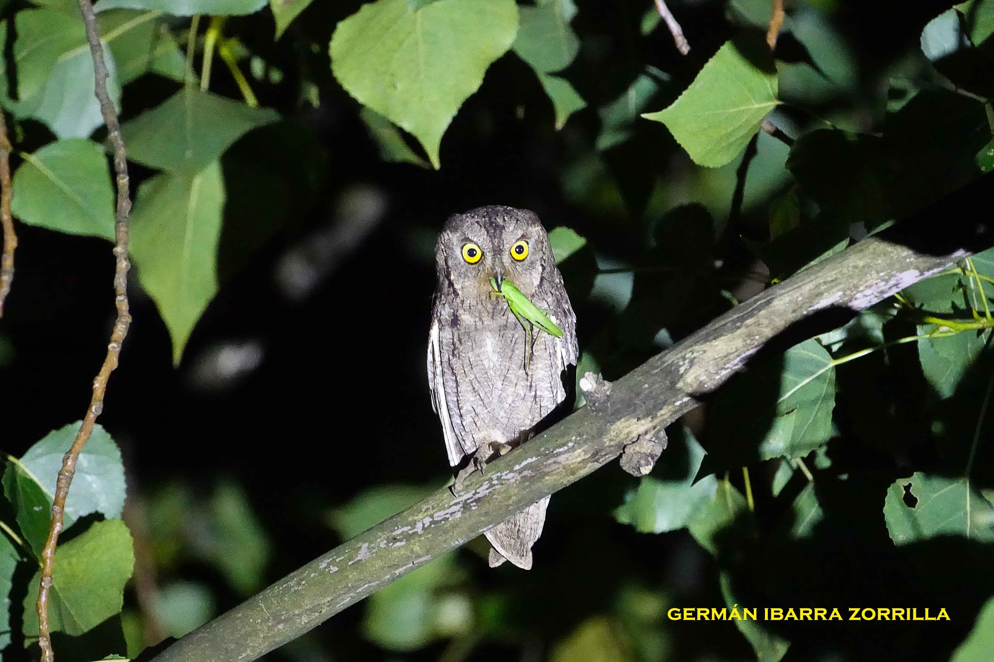 FAUNA COMPACTA el blog de Germán Ibarra Zorrilla: Autillo europeo (Otus ...