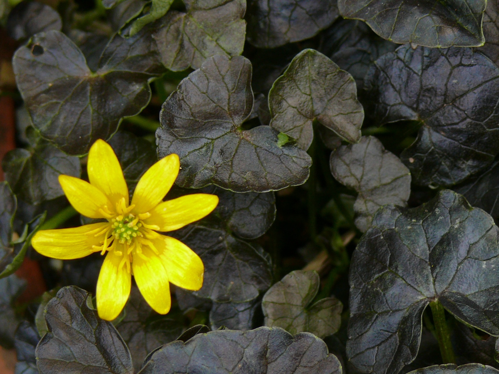 Alpine Garden Society Victorian Group: Ficaria verna syn. Ranunculus ...
