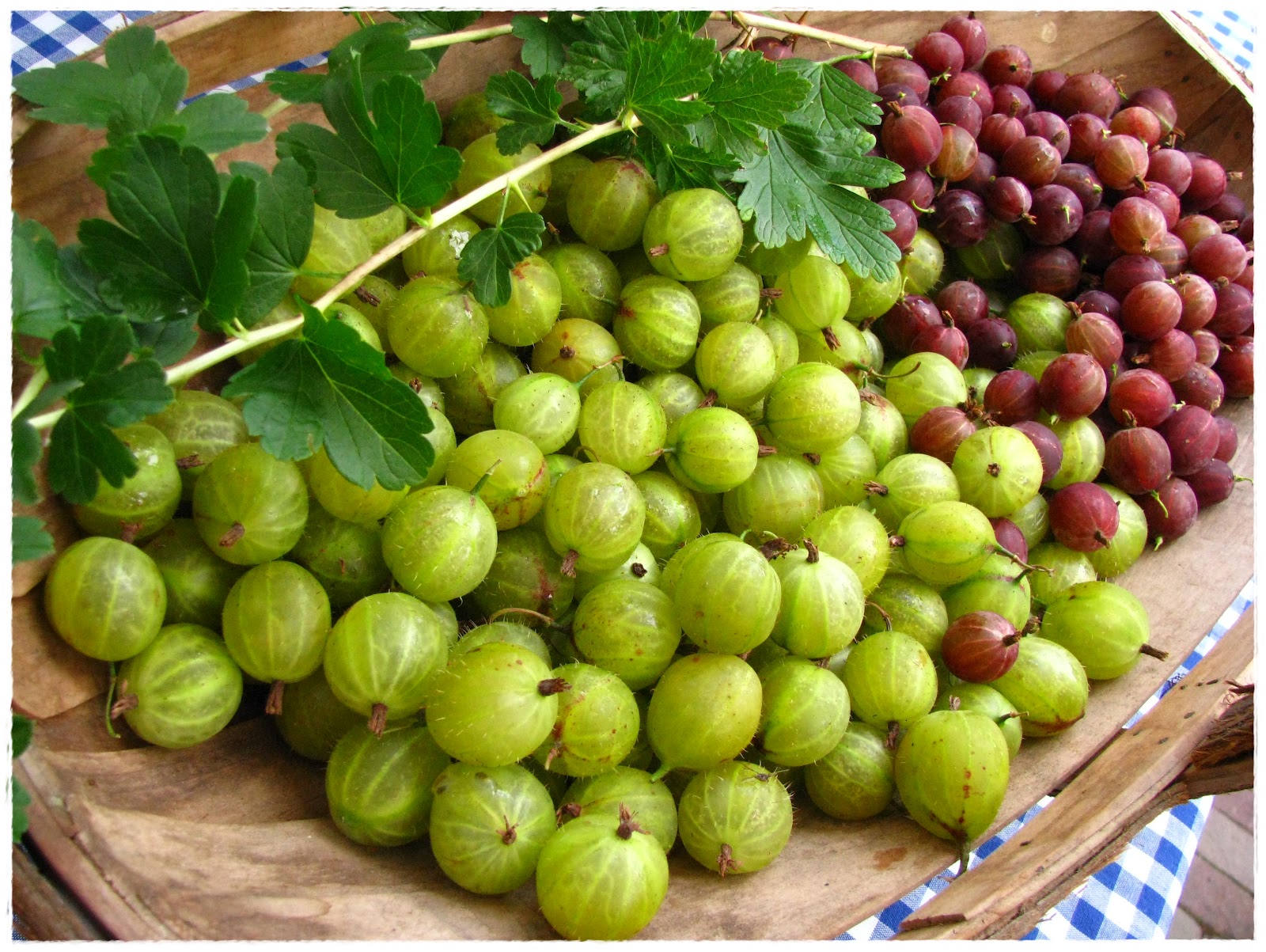 Hoorn Des Overvloeds: Kruisbessen