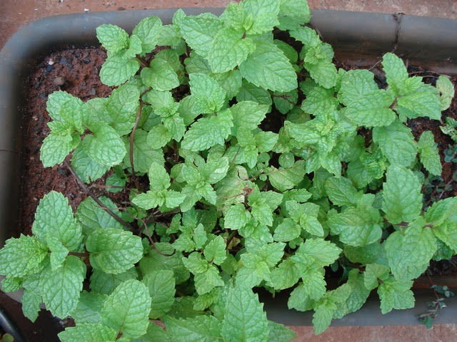 TUDO É MAGIA: ERVAS DE EXÚ -FOTOS