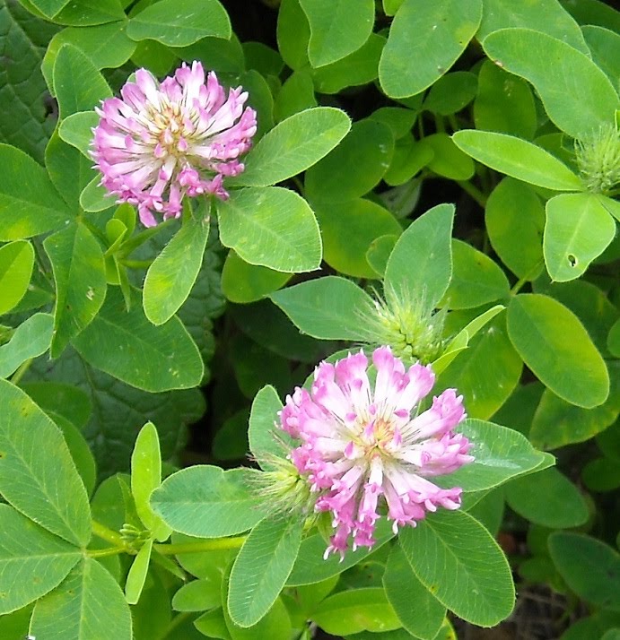 Culturi.NET: Plantarea Trifoiului Roşu - Cerinţe de sol