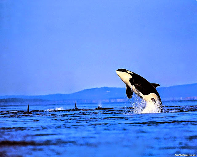 Orca - HD Wallpapers | Earth Blog