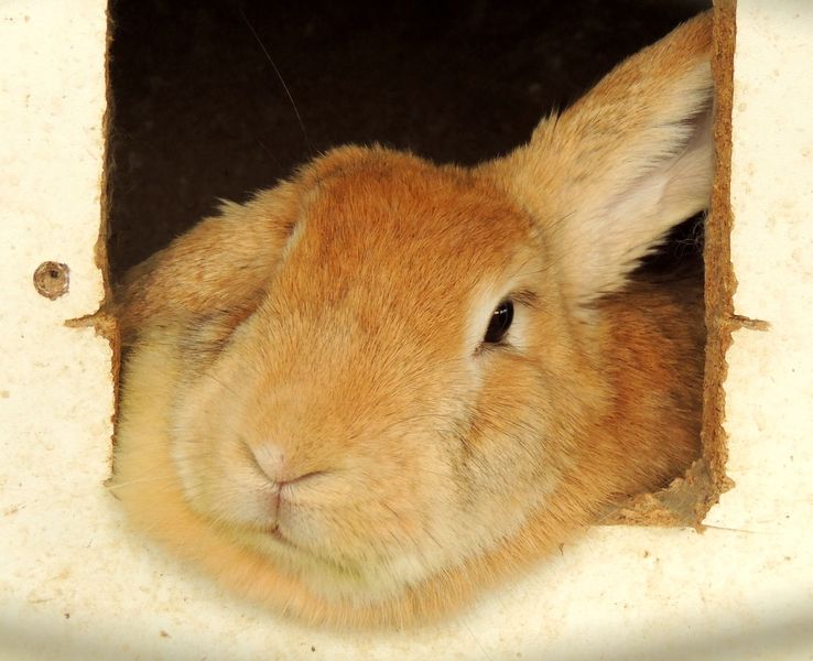 Faszination Geier: Karnickel als Kondorfutter