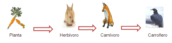 Cadena Alimenticia: CADENA ALIMENTICIA