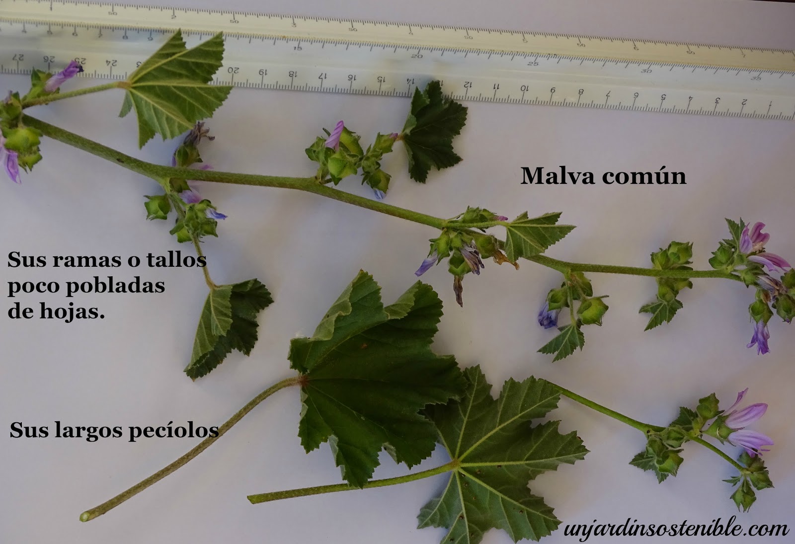 Malva sylvestris (Malva común)