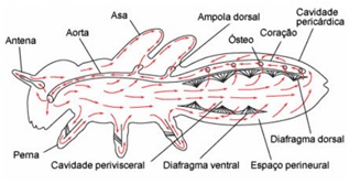 Comparando e Aprendendo!: Comparando o sistema circulatório dos seres ...