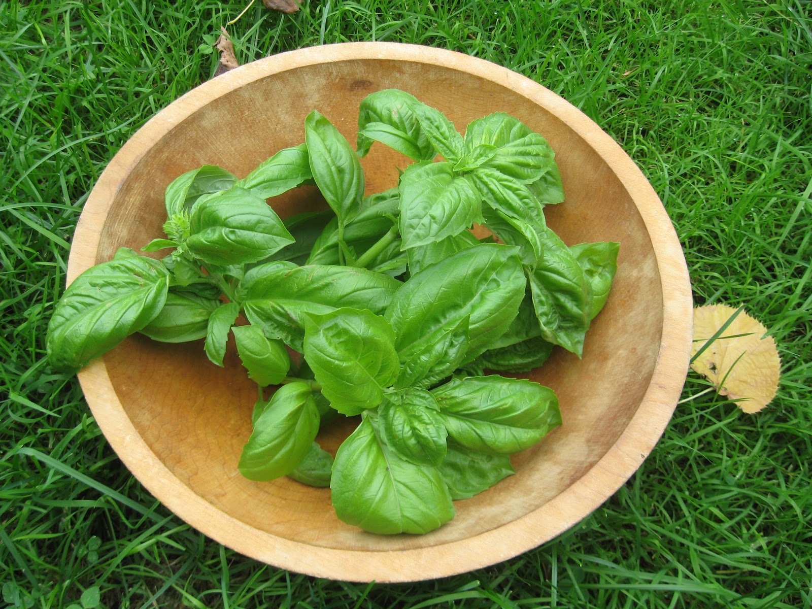 she's in the kitchen: freezing basil and a little vacation