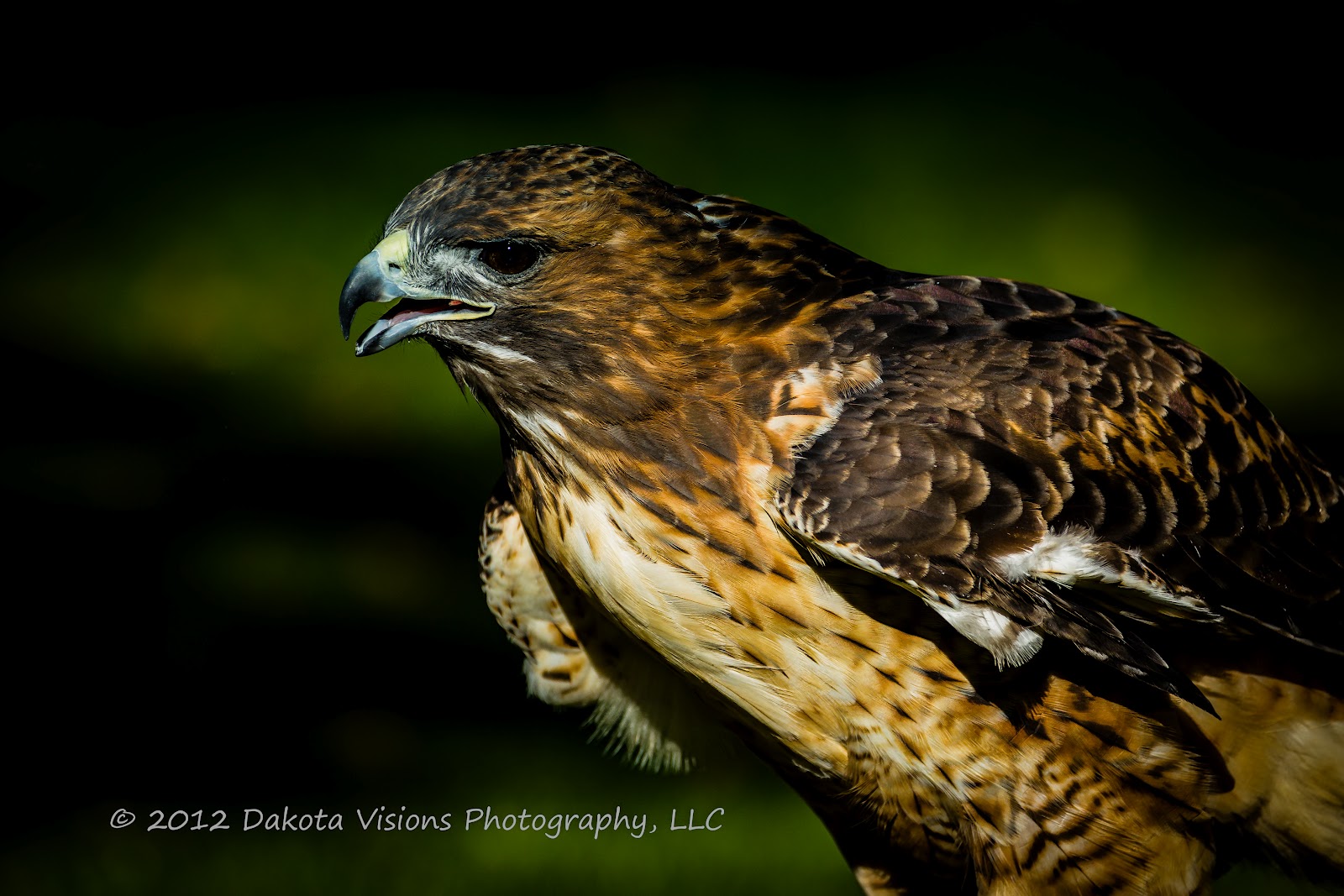 See You Behind the Lens... : Birds of Prey: Red-tailed Hawk