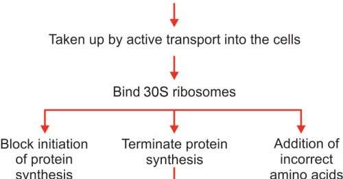 MOA OF AMINOGLYCOSIDE ANTIBIOTICS