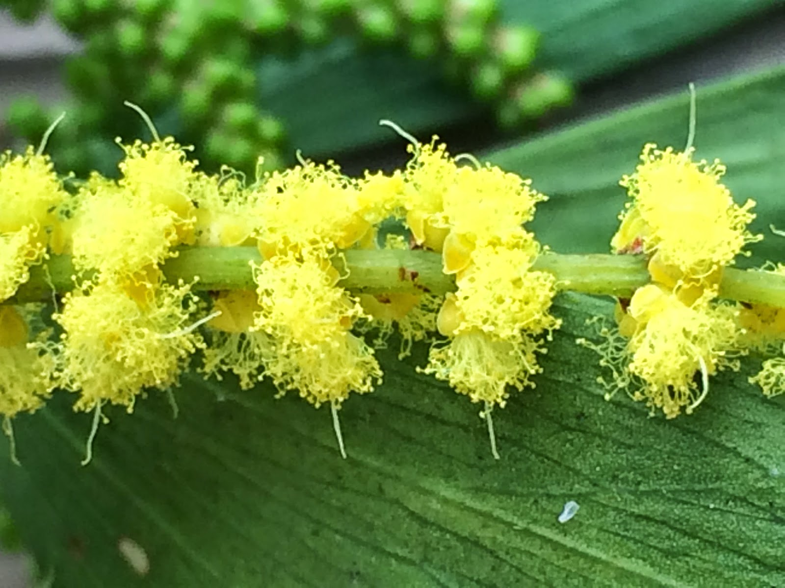 Trees of Santa Cruz County: Acacia longifolia - Sydney Golden Wattle