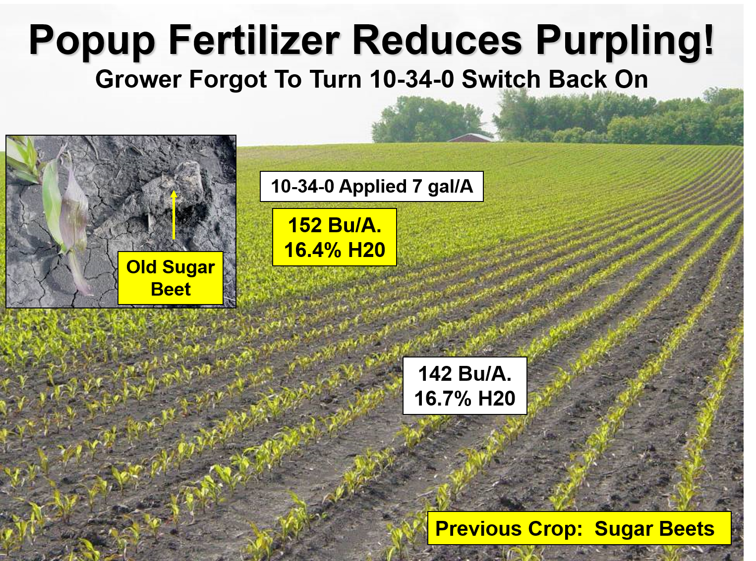 How to prevent fallow syndrome in corn
