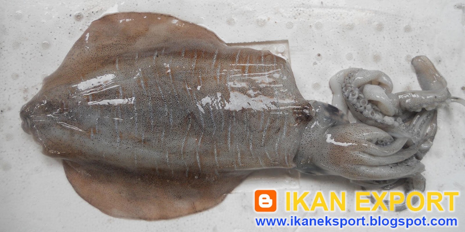 Ikan Eksport: Cumi-Cumi - Cuttle Fish