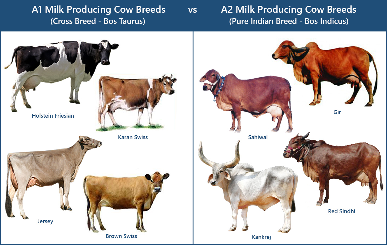 Sapi A1 Vs A2 Manakah Yang Lebih Baik Indonesia Tourism Travel sapi-a1-vs-a2-manakah-yang-lebih-baik-indonesia-tourism-travel