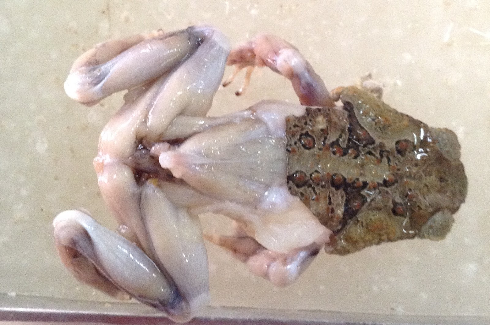 JK blog: Frog Dissection