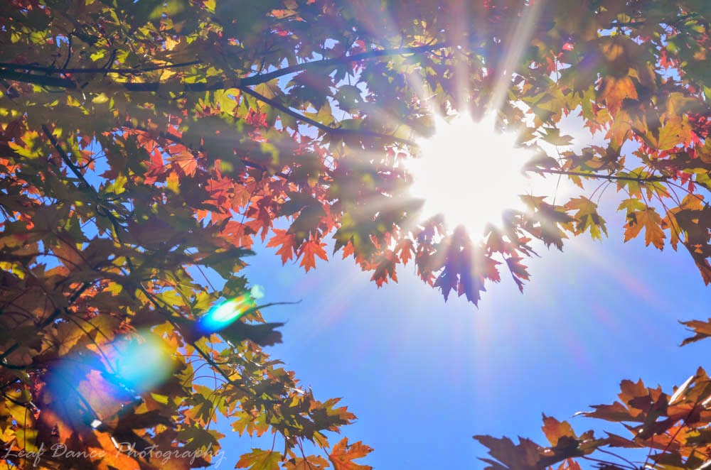 Leaf Dance Photography: Autumn // Leaf Dance Photography