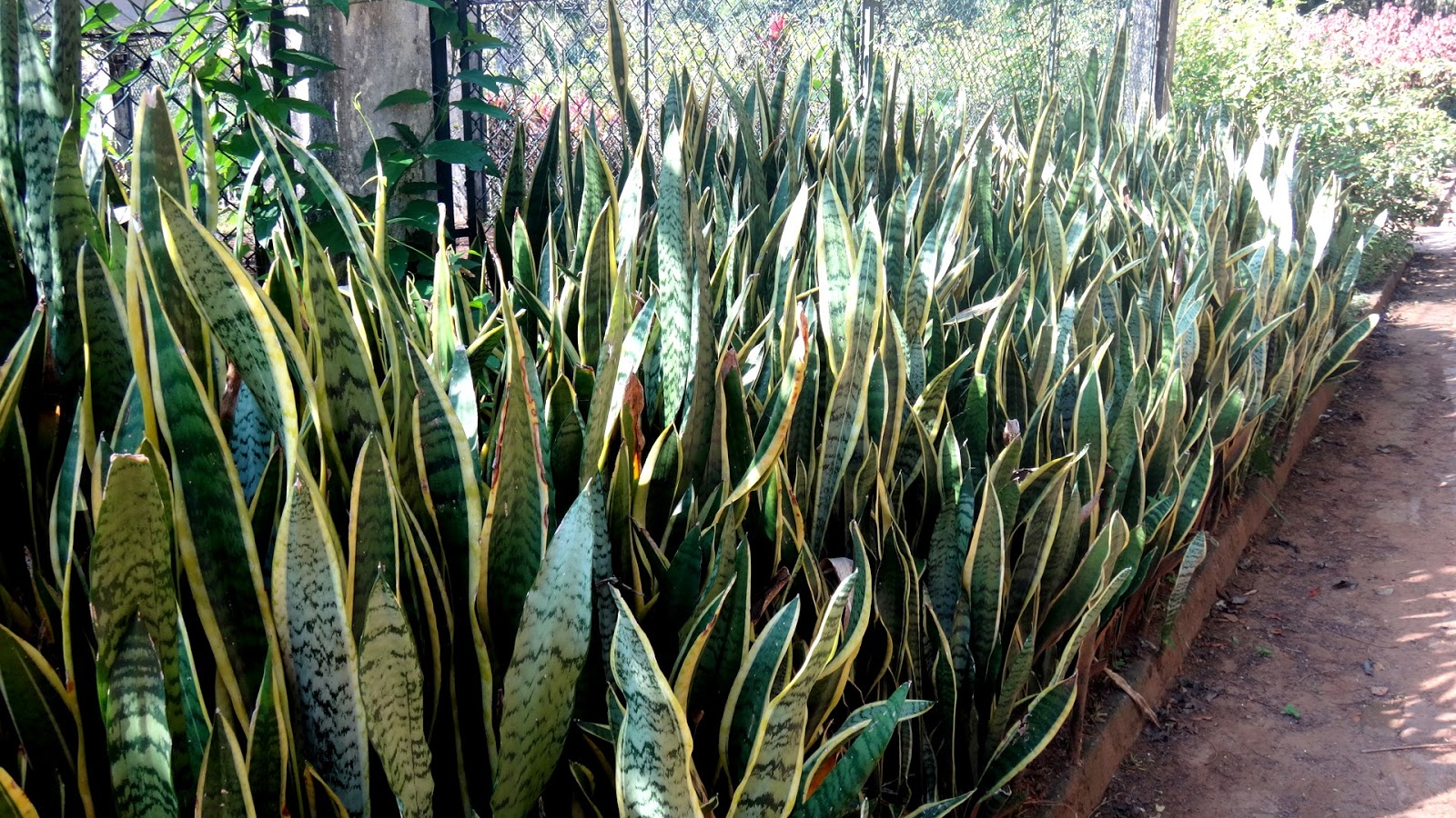 Uma flor por dia: Espada-de-são-jorge