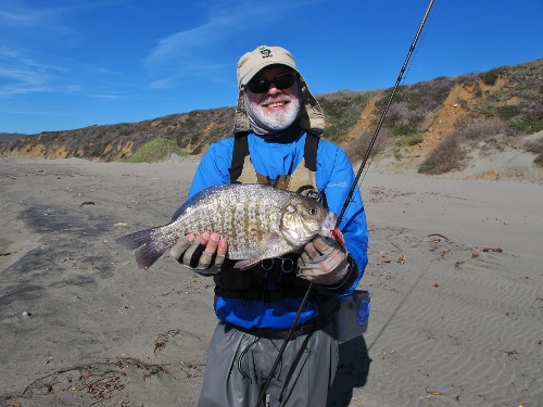 Barred Surfperch on the Fly: Larger Central Coast Barred Surfperch on ...