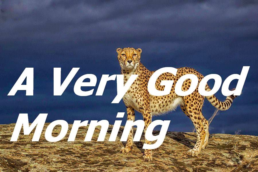 I am cheetah in Africa. I am saying good morning ~ Latest Good Morning ...