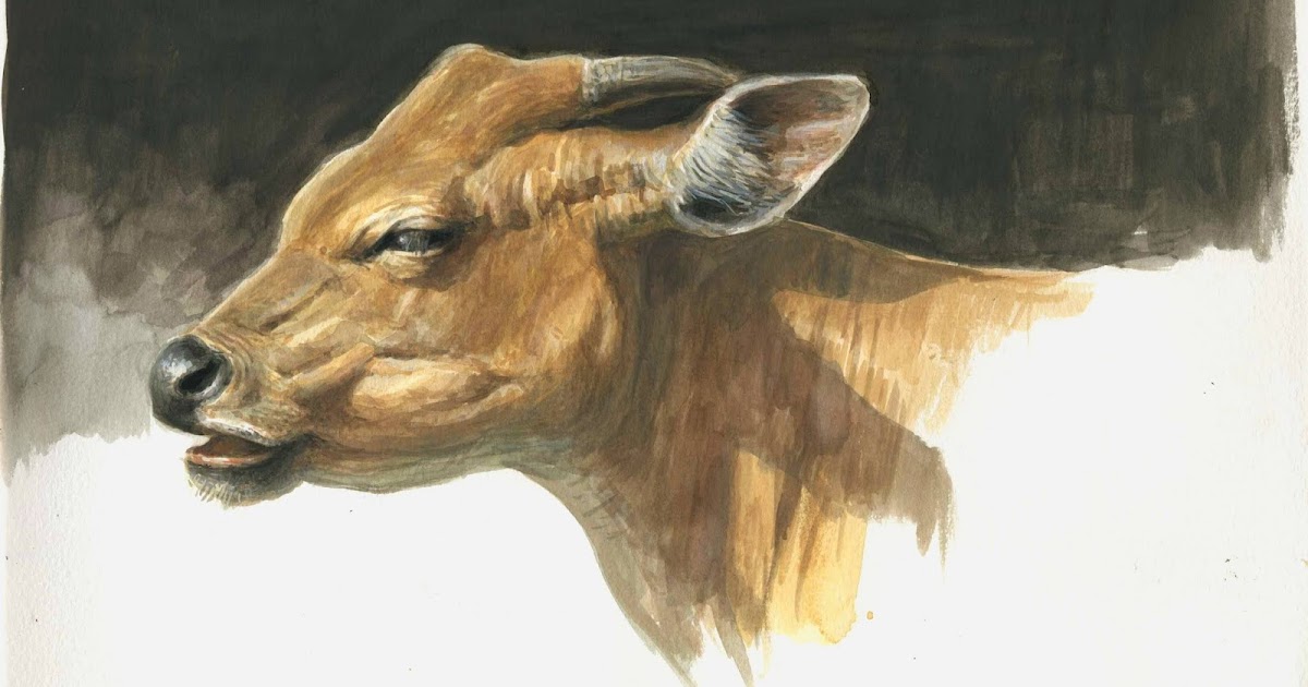More Java Banteng studies from Munich zoo