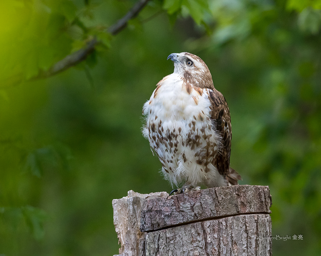 See What I See by Larry: Fox, Hawk,Owl, Humming bird